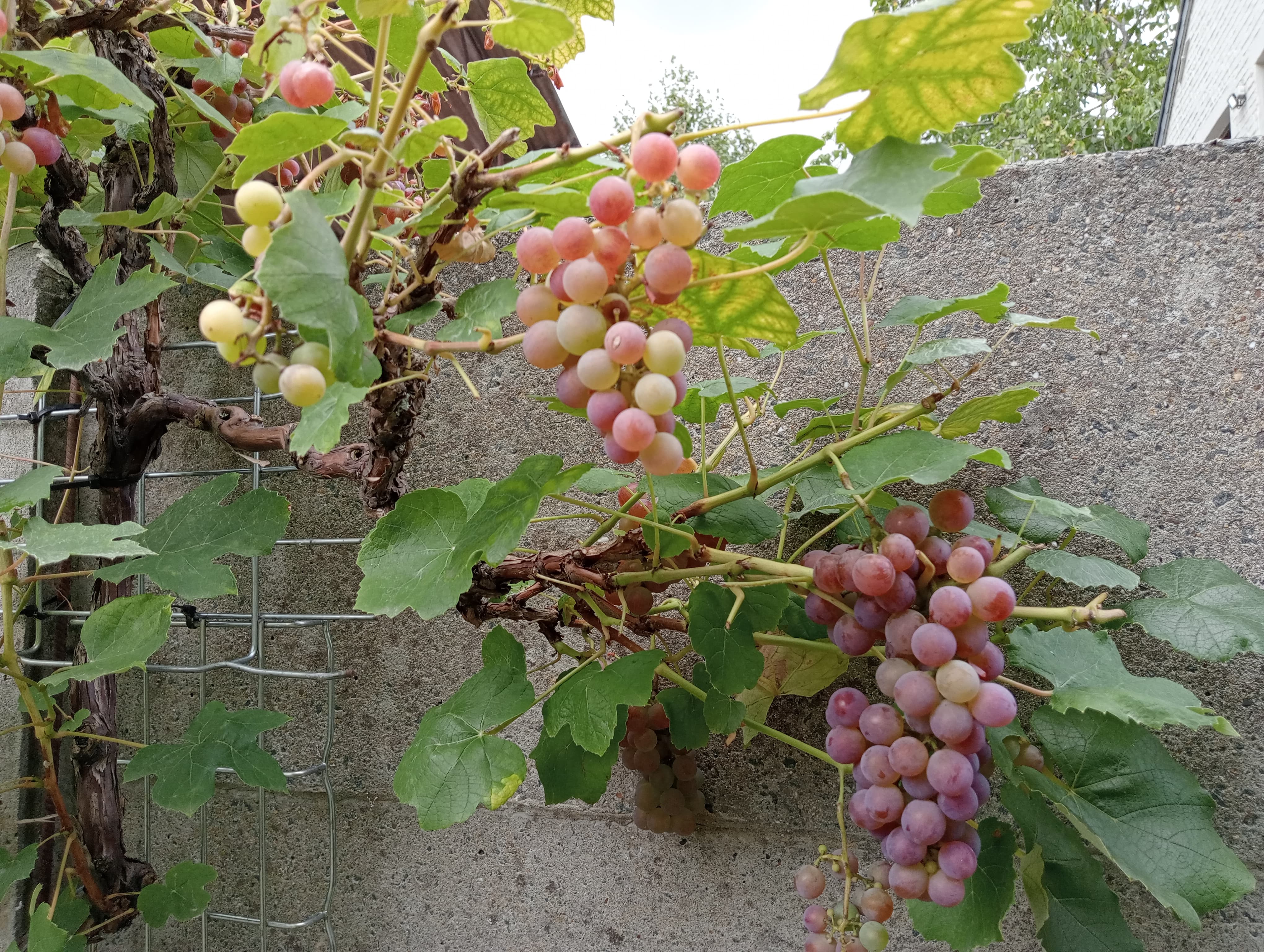 Vitis Vinifera ‘Roland’, een druif uit Ename en de Vlaamse Ardennen ...
